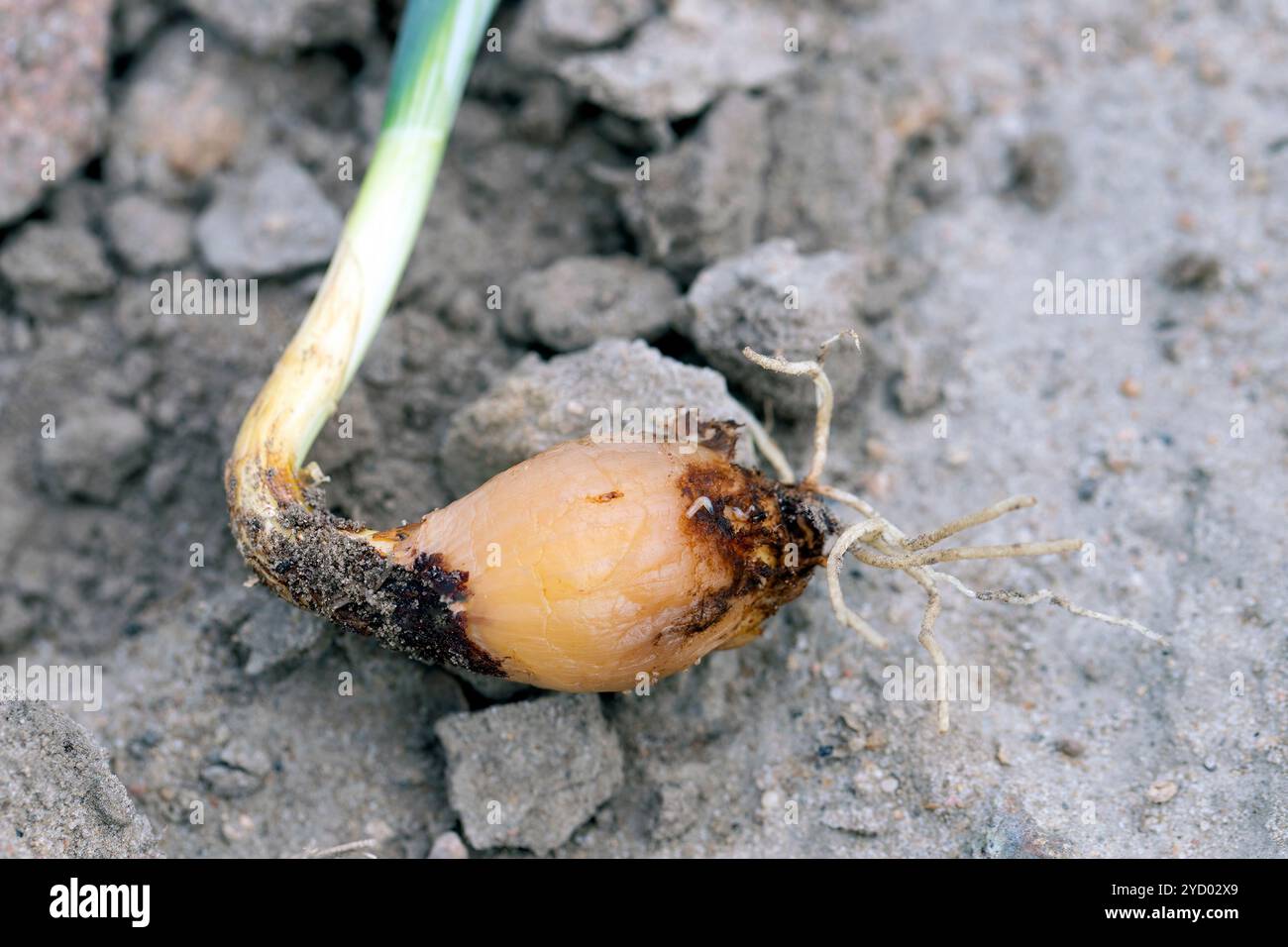 Onions with larvae of flies, pests on the root. Pest problem in growing ...