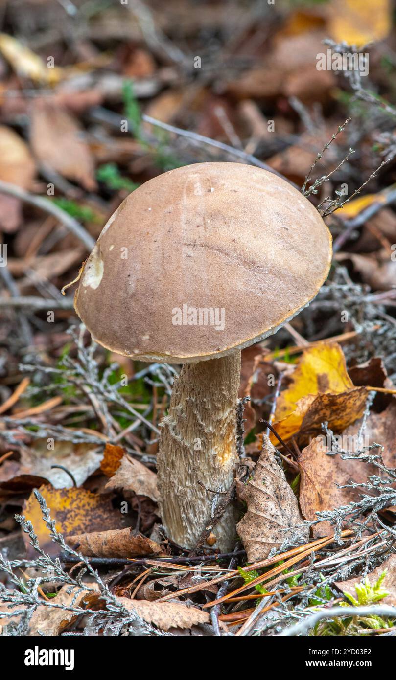Brown birch bolete mushroom or fungus (Leccinum scabrum Stock Photo - Alamy