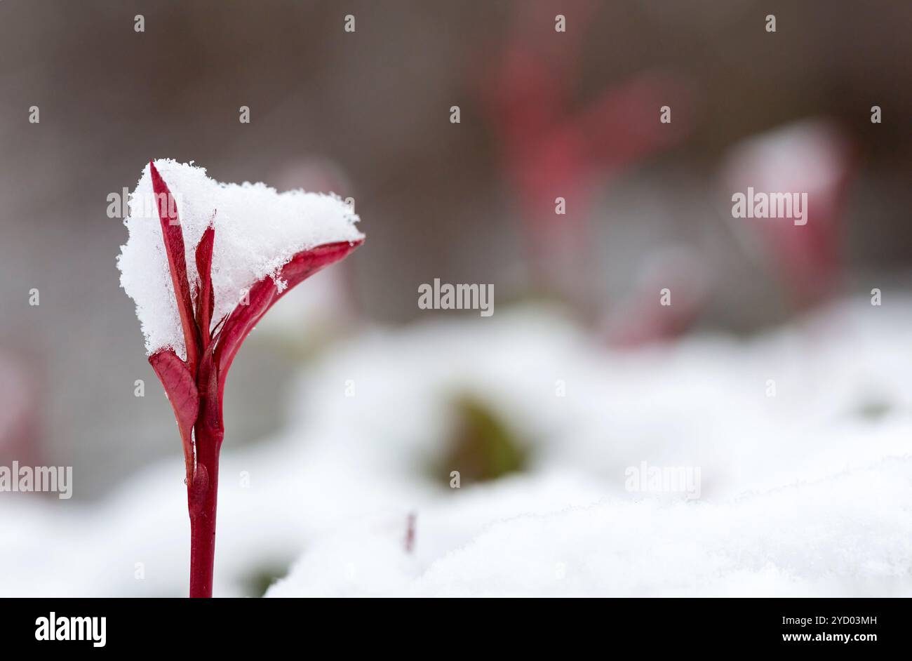 Photinia Red Robin new growth holding fresh snow Stock Photo - Alamy