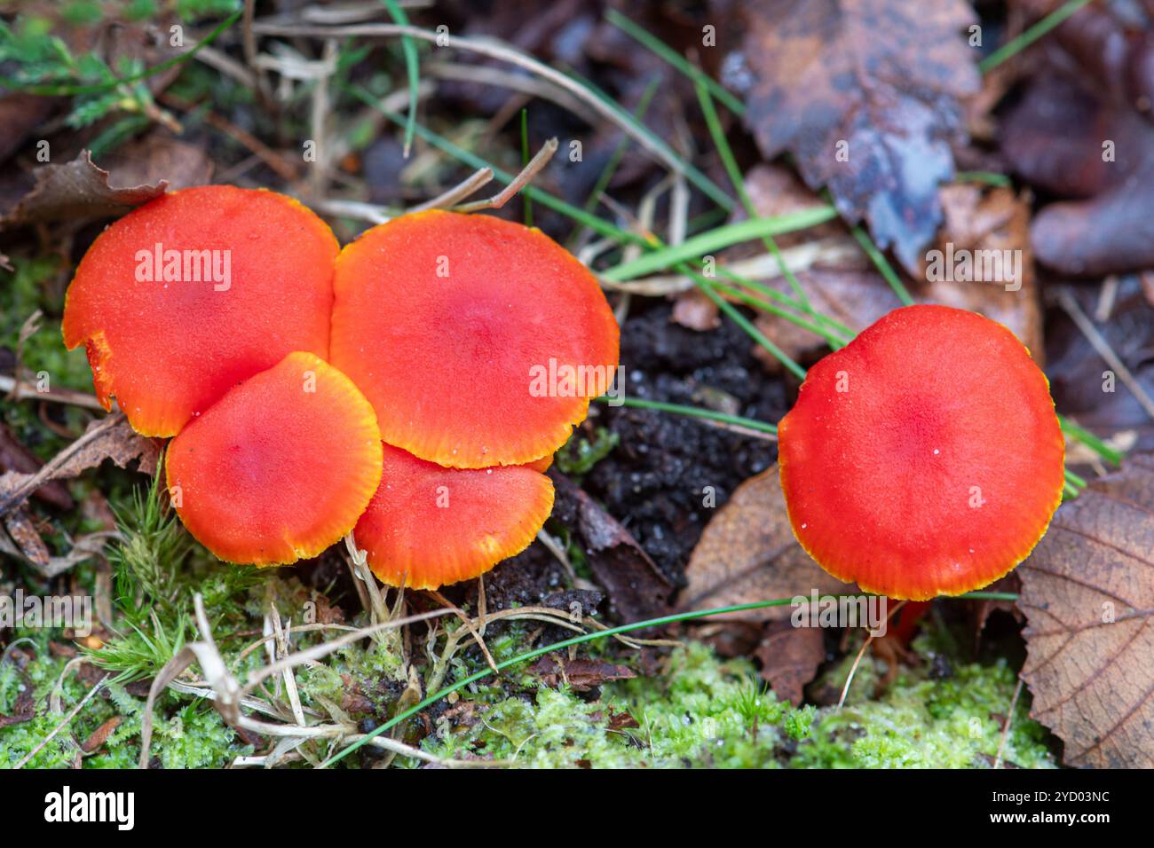 Vermillion waxcaps hi-res stock photography and images - Alamy