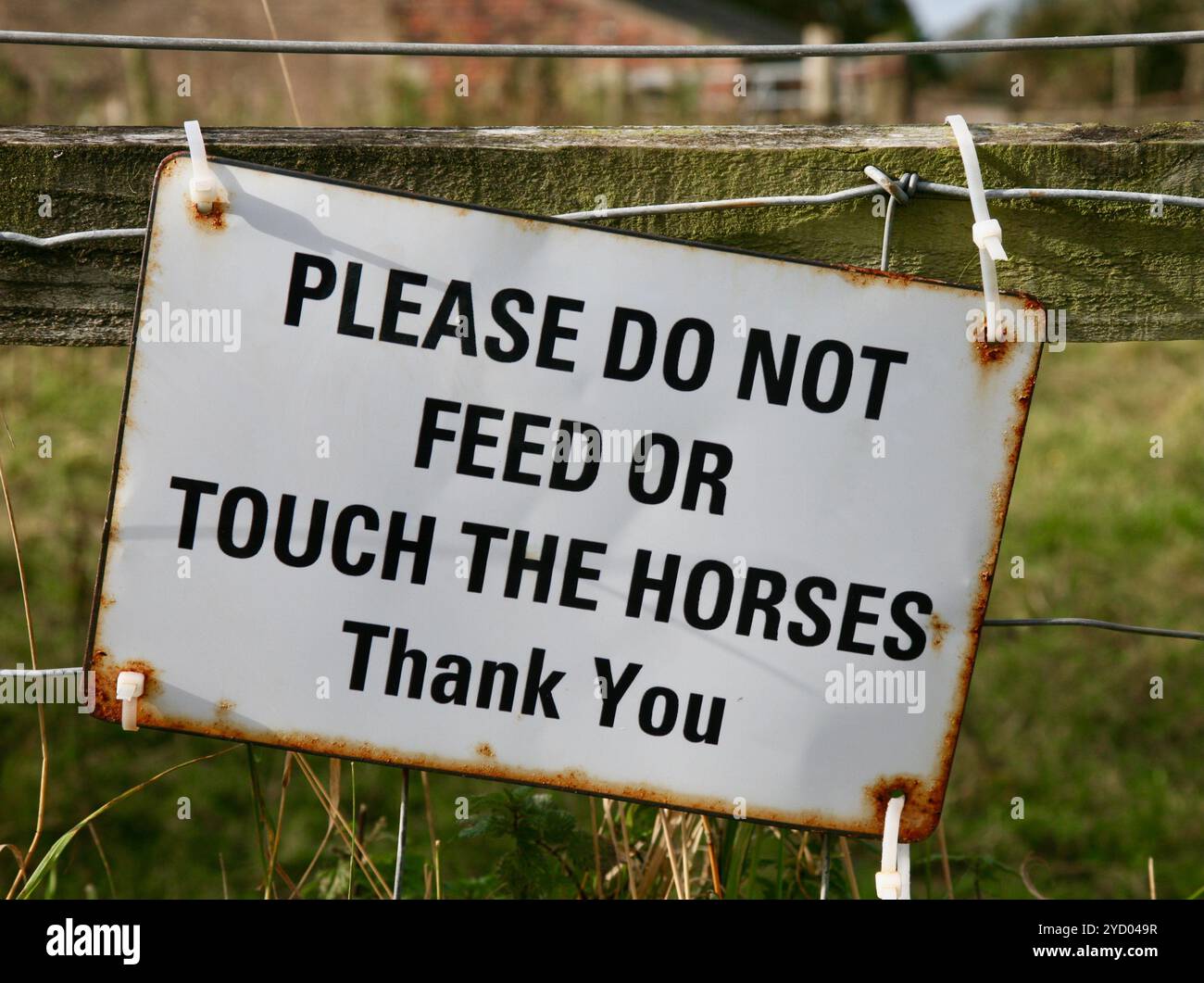 Pachhorse hi-res stock photography and images - Alamy