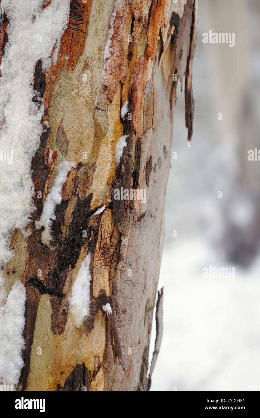 Colourful Australian gum tree bark in winter Stock Photo - Alamy