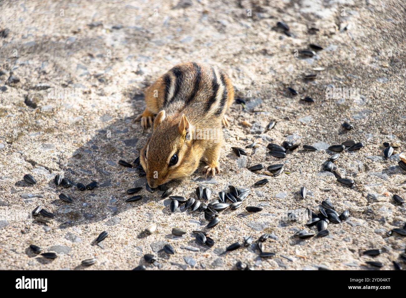 Front view of a chipmunk eating sunflower seeds on the ground around ...