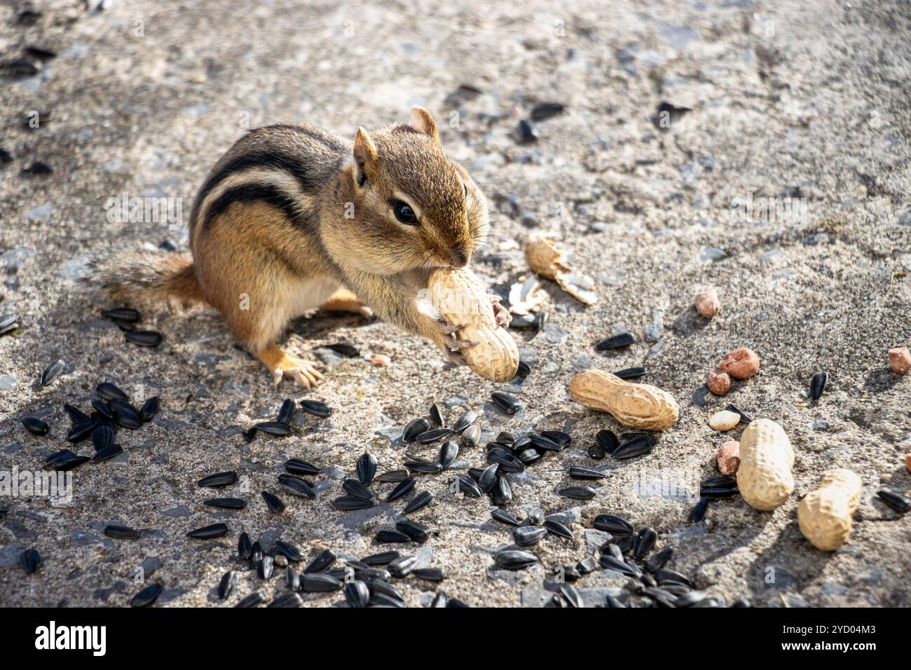 Chipmunk with peanut in its paws. Sunflower seeds and peanuts on the ...