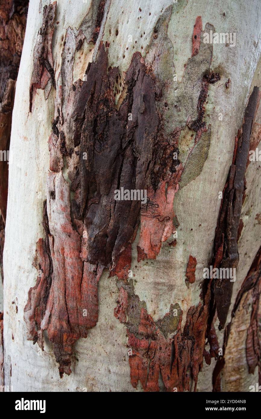 Gum tree bark Stock Photo - Alamy