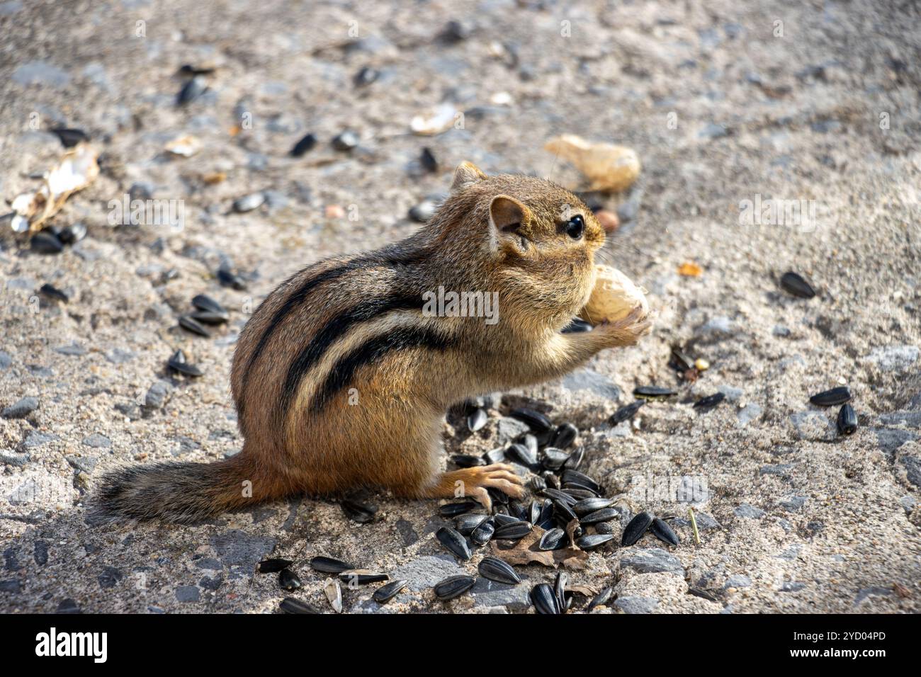 Chipmunk with peanut in its paws. Sunflower seeds on the ground around ...