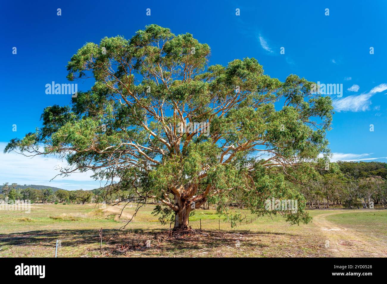 Gum tree in rural farm countryside Stock Photo - Alamy