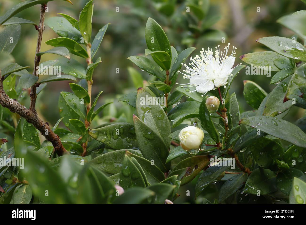 Myrtle bush Myrtus with raindrops and white flower photographed with ...