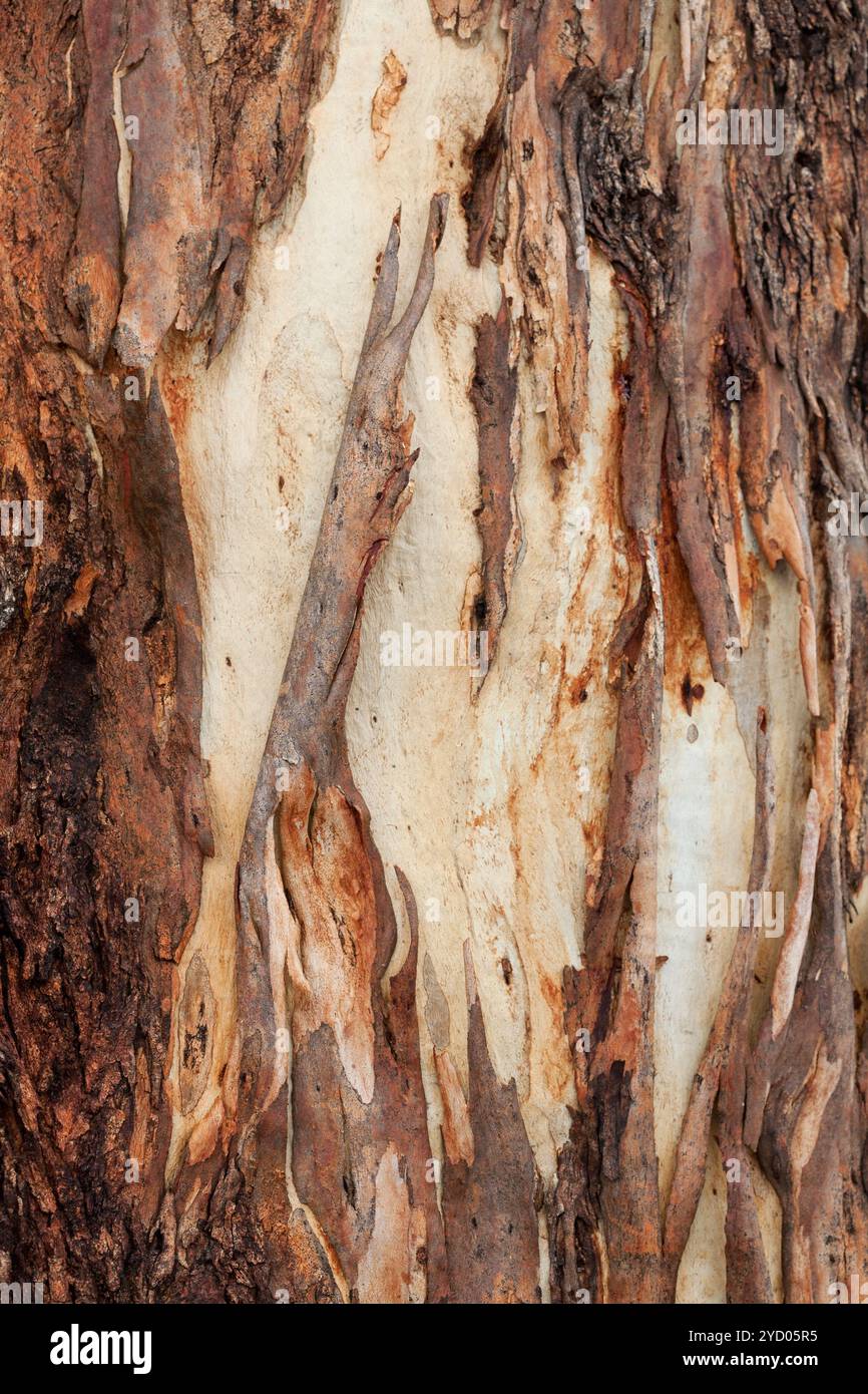 Tree bark abstract Stock Photo - Alamy