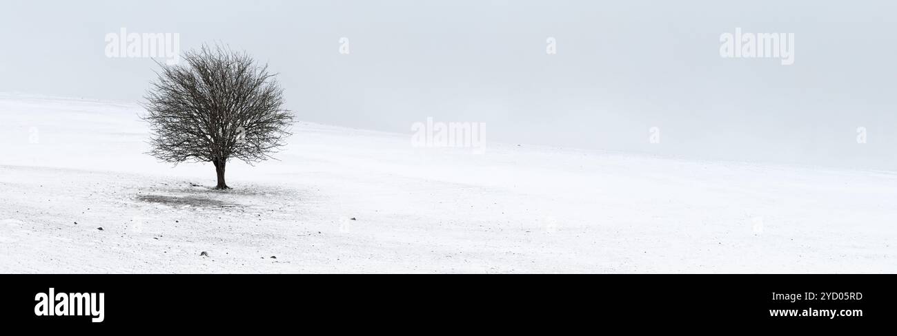Winter Loneliness - One tree panorama Stock Photo - Alamy