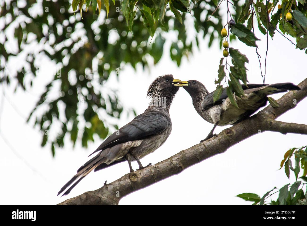 EASTERN GREY PLANTAIN-EATER (Crinifer zonurus ) mother feeding its ...