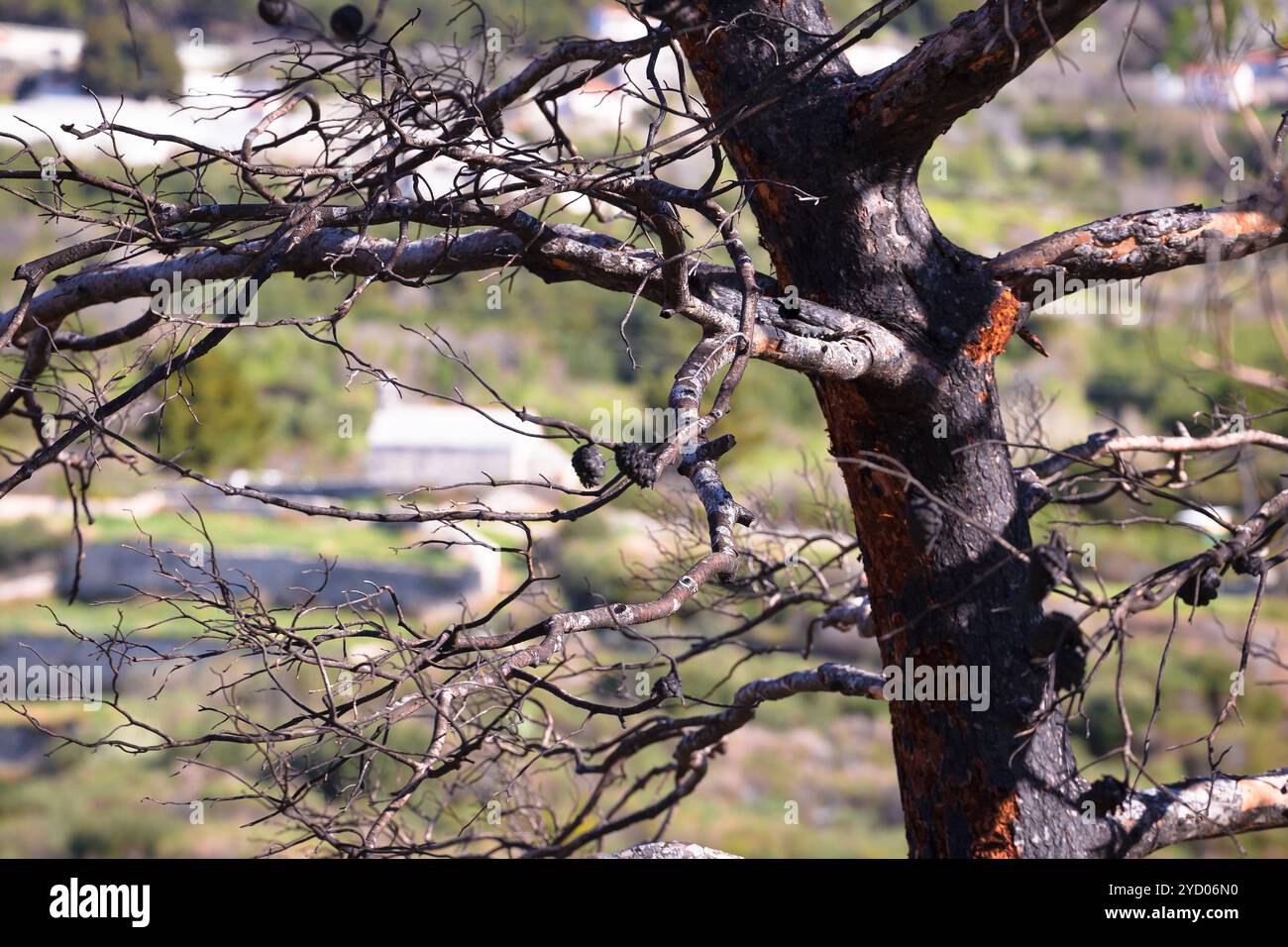 Burned tree after forest wildfire view Stock Photo - Alamy