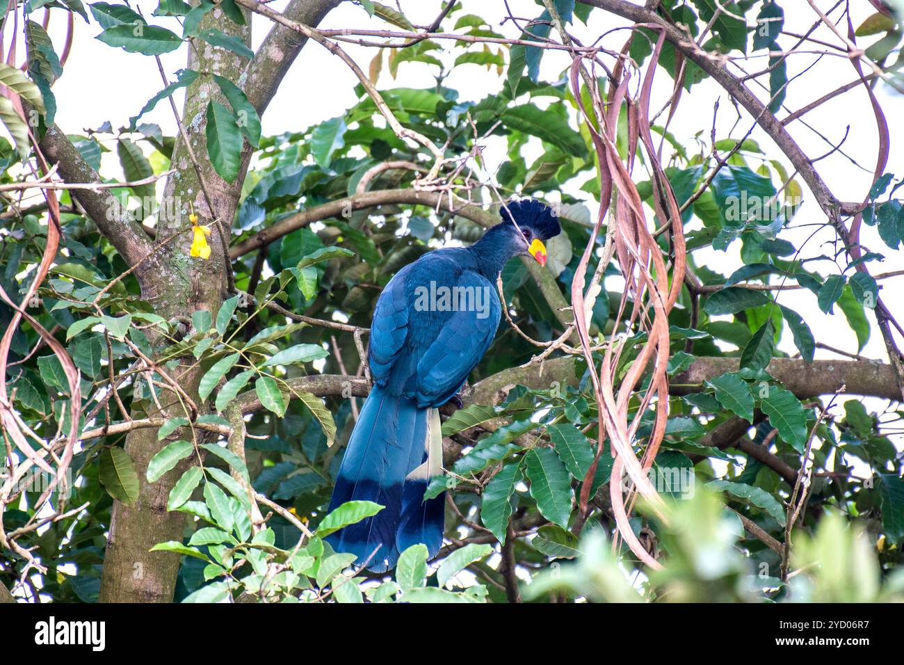 Great blue turaco corythaeola cristata hi-res stock photography and ...
