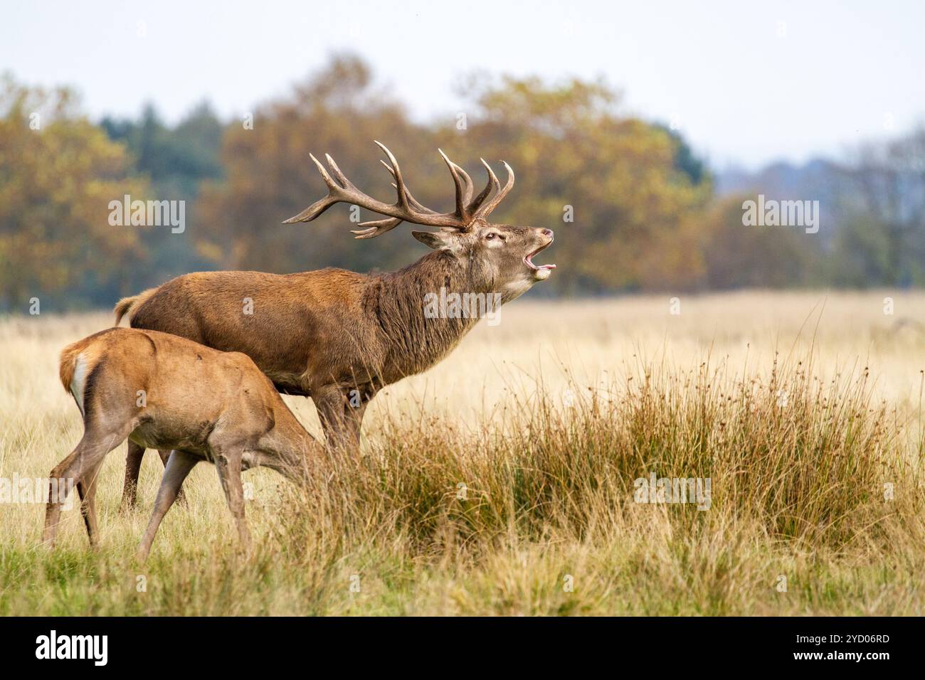 Red deer Cervus elaphus during rutting season in the national trusts ...