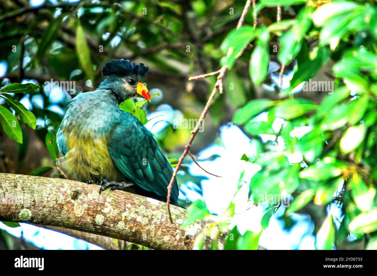 GREAT BLUE TURACO ( Corythaeola cristata ) in Kasangati, Kampala Uganda ...
