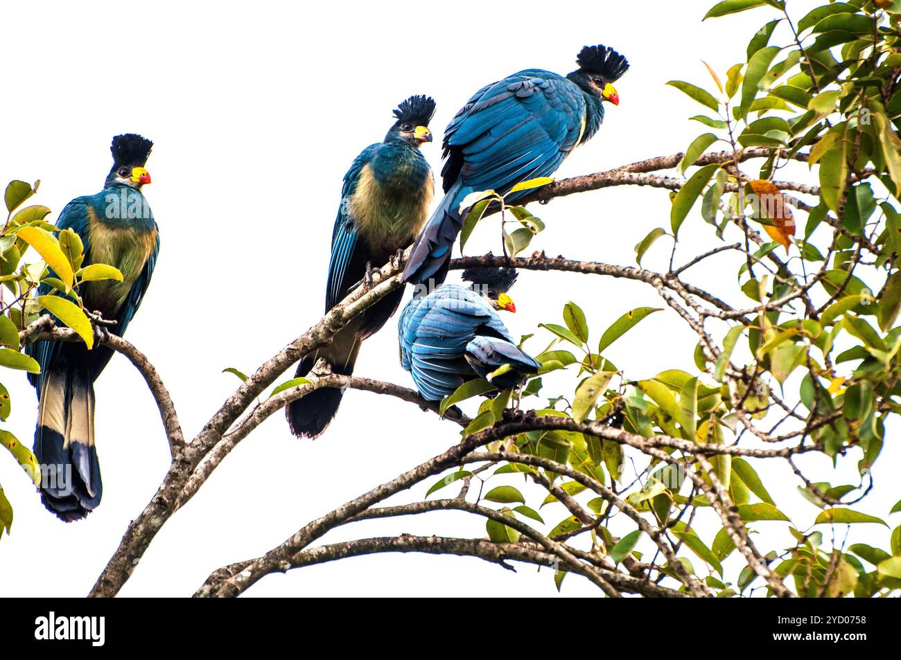 GREAT BLUE TURACOS ( Corythaeola cristata ) in Kasanagati, Kampala ...