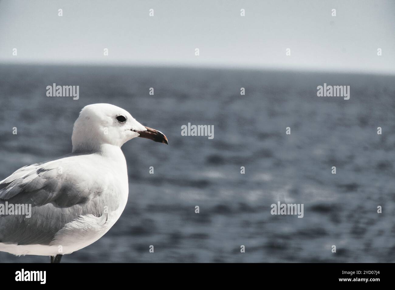 Warm water coastal gull hi-res stock photography and images - Alamy