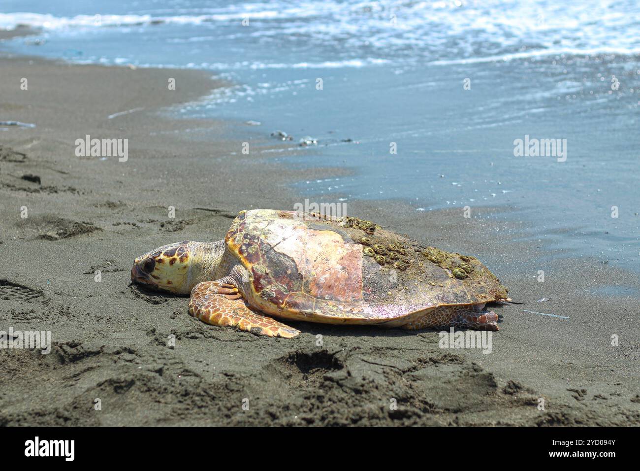 Tired and sick loggerhead turtle (caretta caretta), washed up on the ...