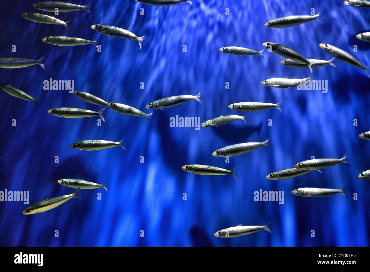 Japanese pilchard hi-res stock photography and images - Alamy