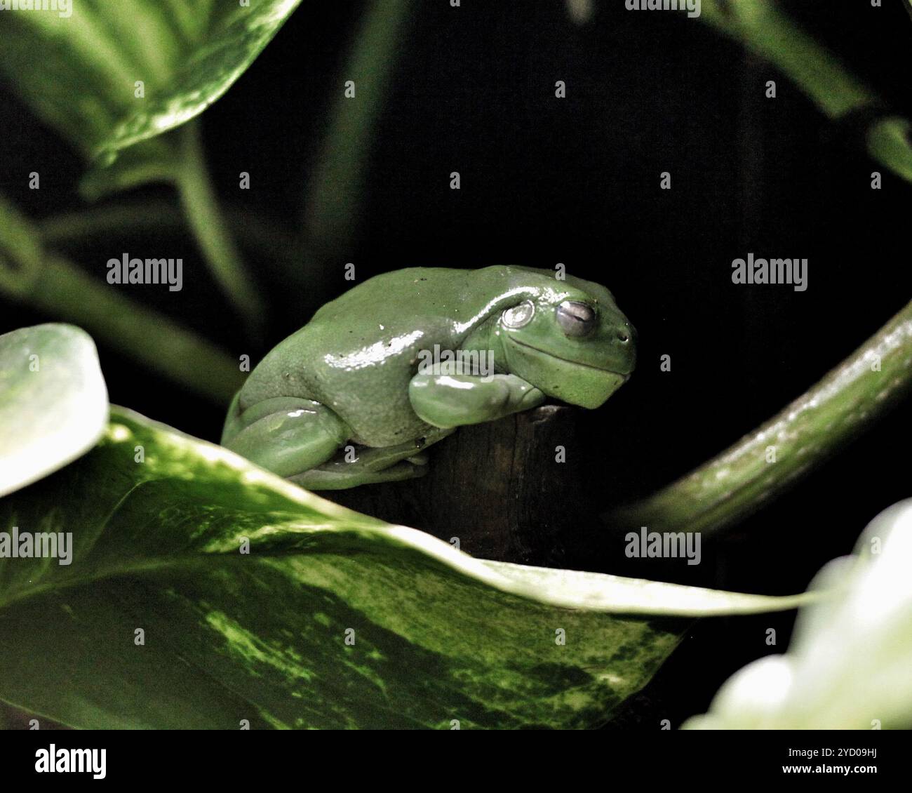 Australian Green Tree Frog in Tree Stock Photo - Alamy