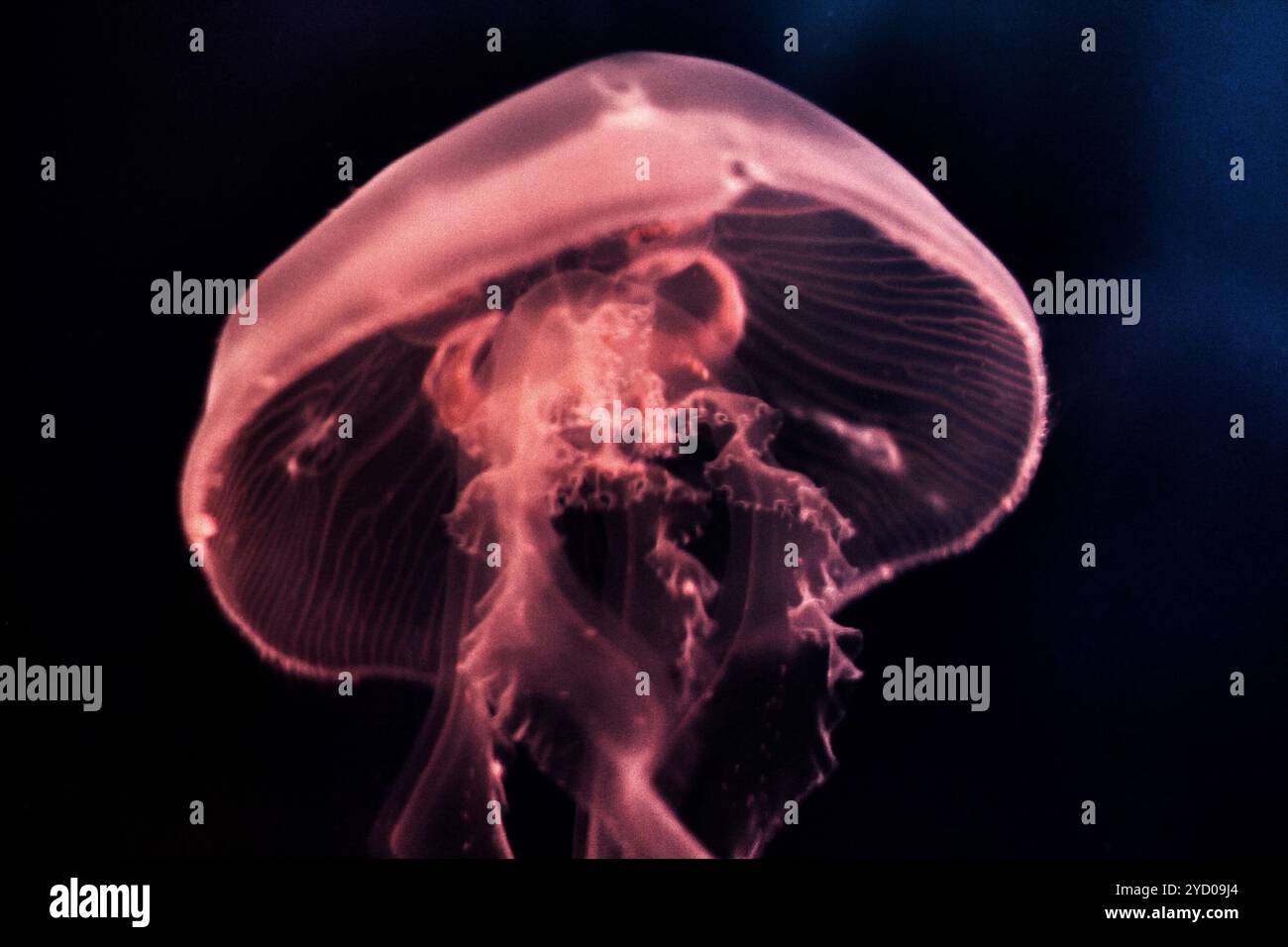 Fluorescent jelly fish swimming underwater Stock Photo - Alamy