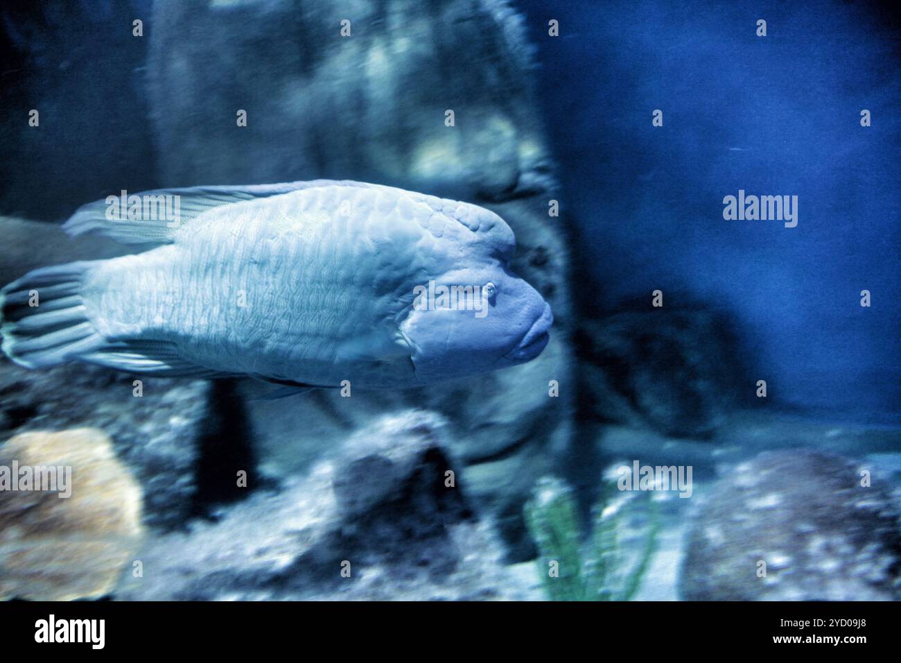 Humphead wrasse (Napoleon Wrasse) Fish Stock Photo - Alamy