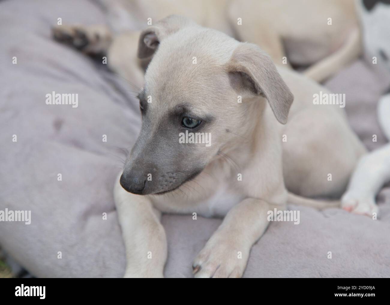 Greyhound puppy hi-res stock photography and images - Alamy