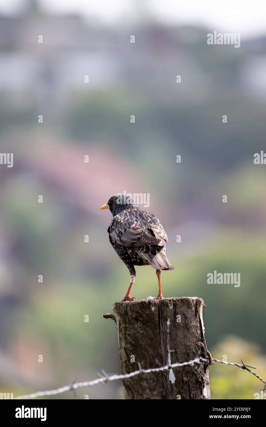 Starling (Sturnus vulgaris) perched on wooden garden fence. Starling ...