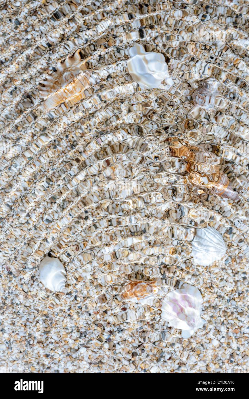 Beautiful seashells on beach sand in water. Summer vacation background ...
