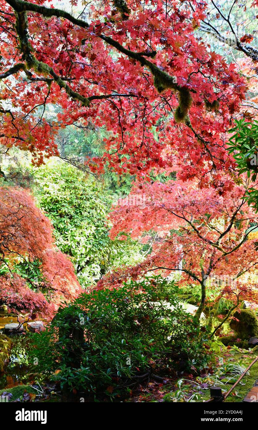Autumn seasonal leaf colour on deciduous trees in beautiful gardens for ...