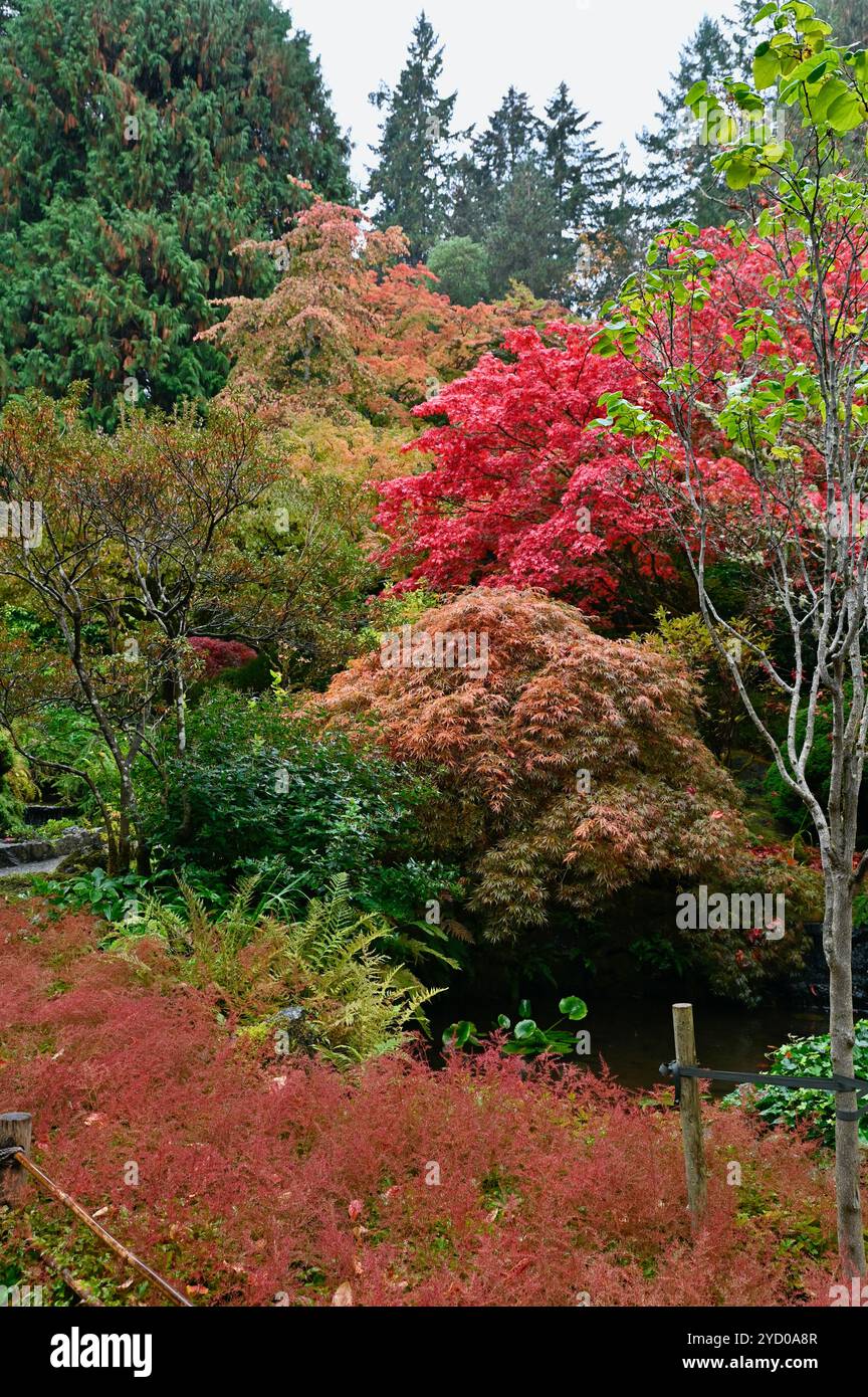 Autumn seasonal leaf colour on deciduous trees in beautiful gardens for ...