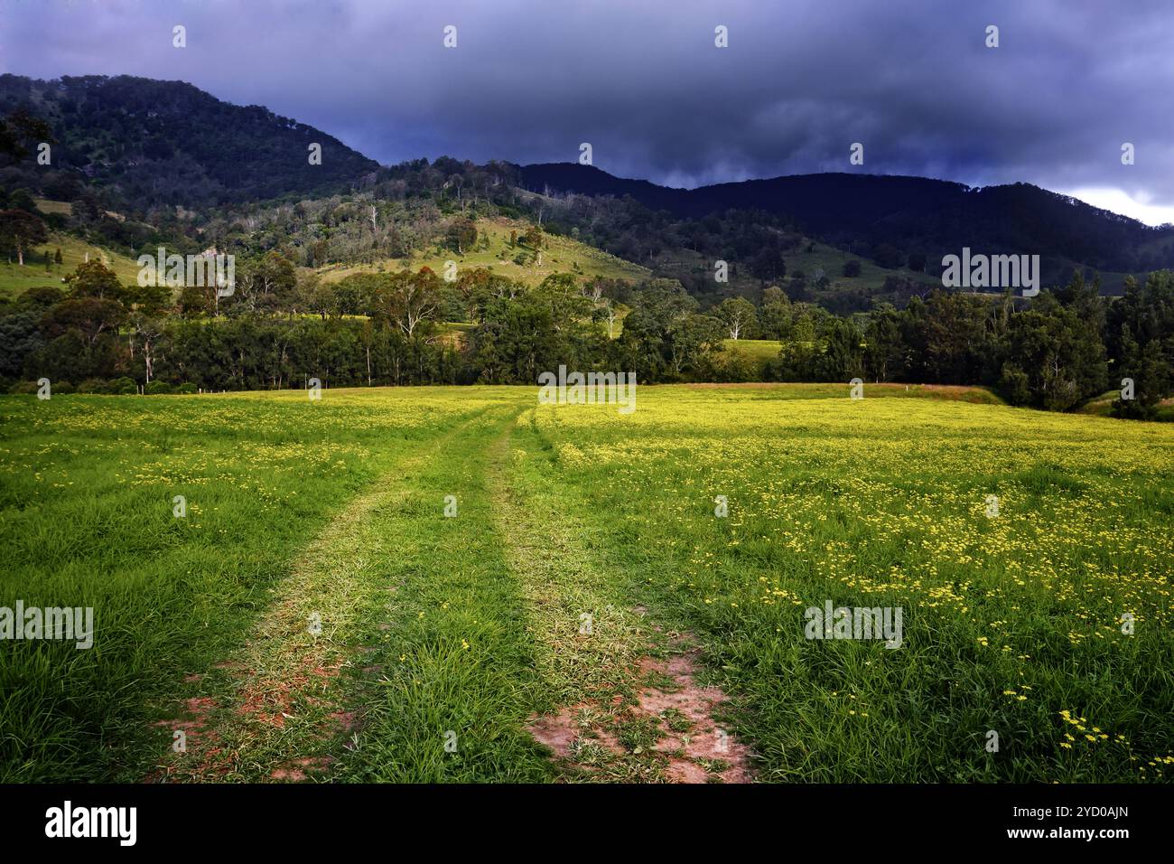 Hunter Valley fields Stock Photo - Alamy
