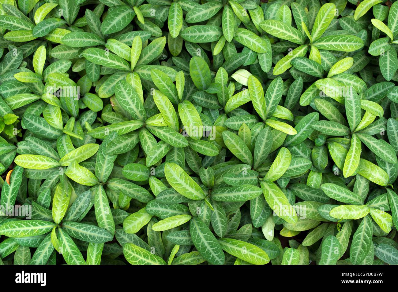 Green leaf cover hi-res stock photography and images - Alamy