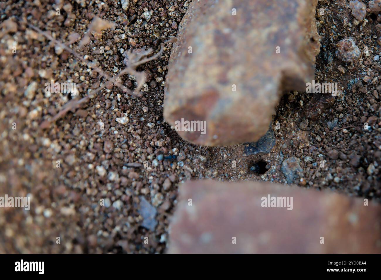 Tiny ant entering its underground colony through a small hole in the ...