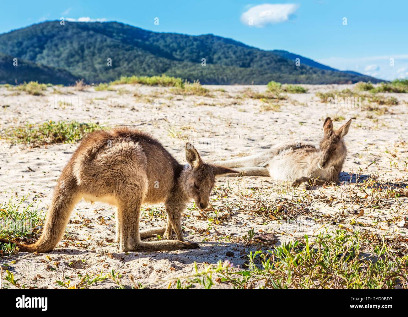 Kangaroos lying down on the beach in summer in Australia Stock Photo ...