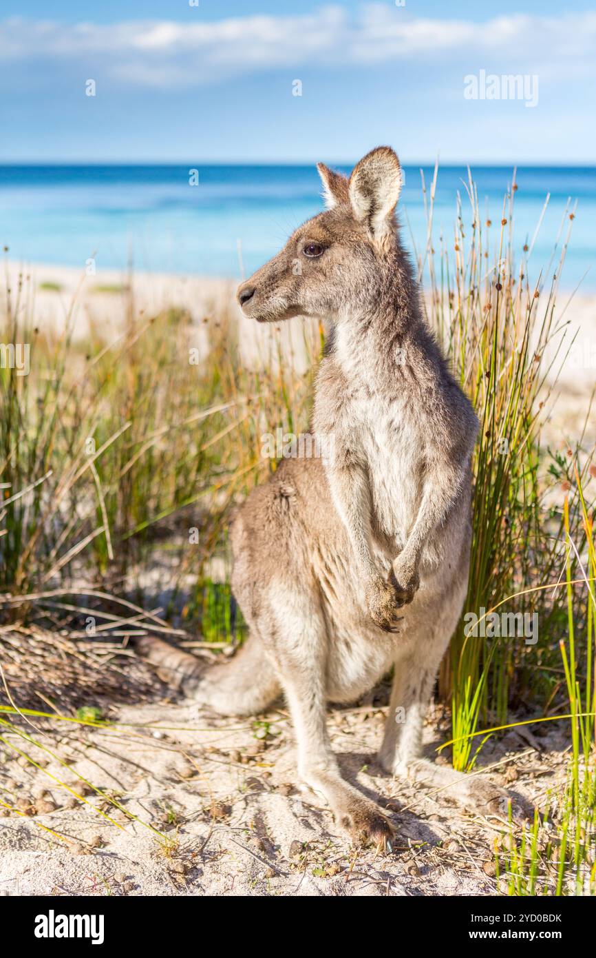 Australian kangaroo on beautiful remote beach Stock Photo - Alamy