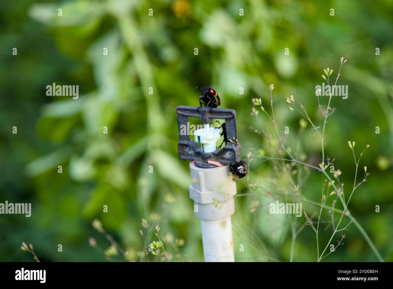 Red and black beetles gather on a garden sprinkler, enjoying a ...