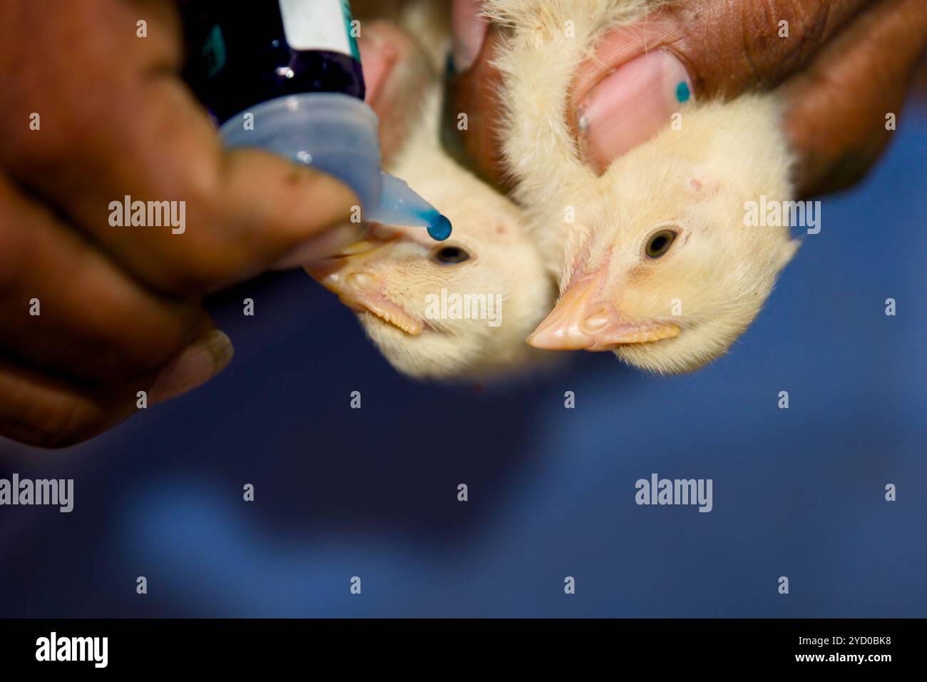Baby medication eye dropper hi-res stock photography and images - Alamy