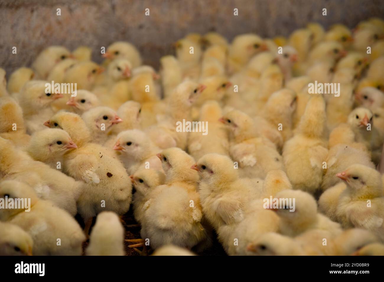 Adorable baby chickens huddle together, fluffy and full of life ...