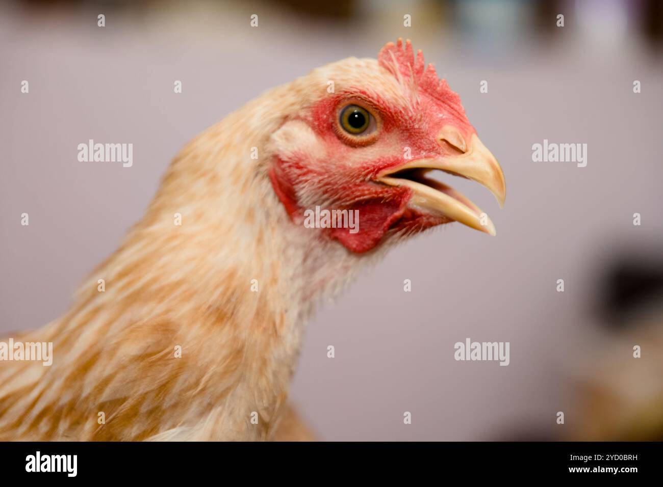 Curious hen strikes a pose with a bright, inquisitive gaze. Perfect for ...