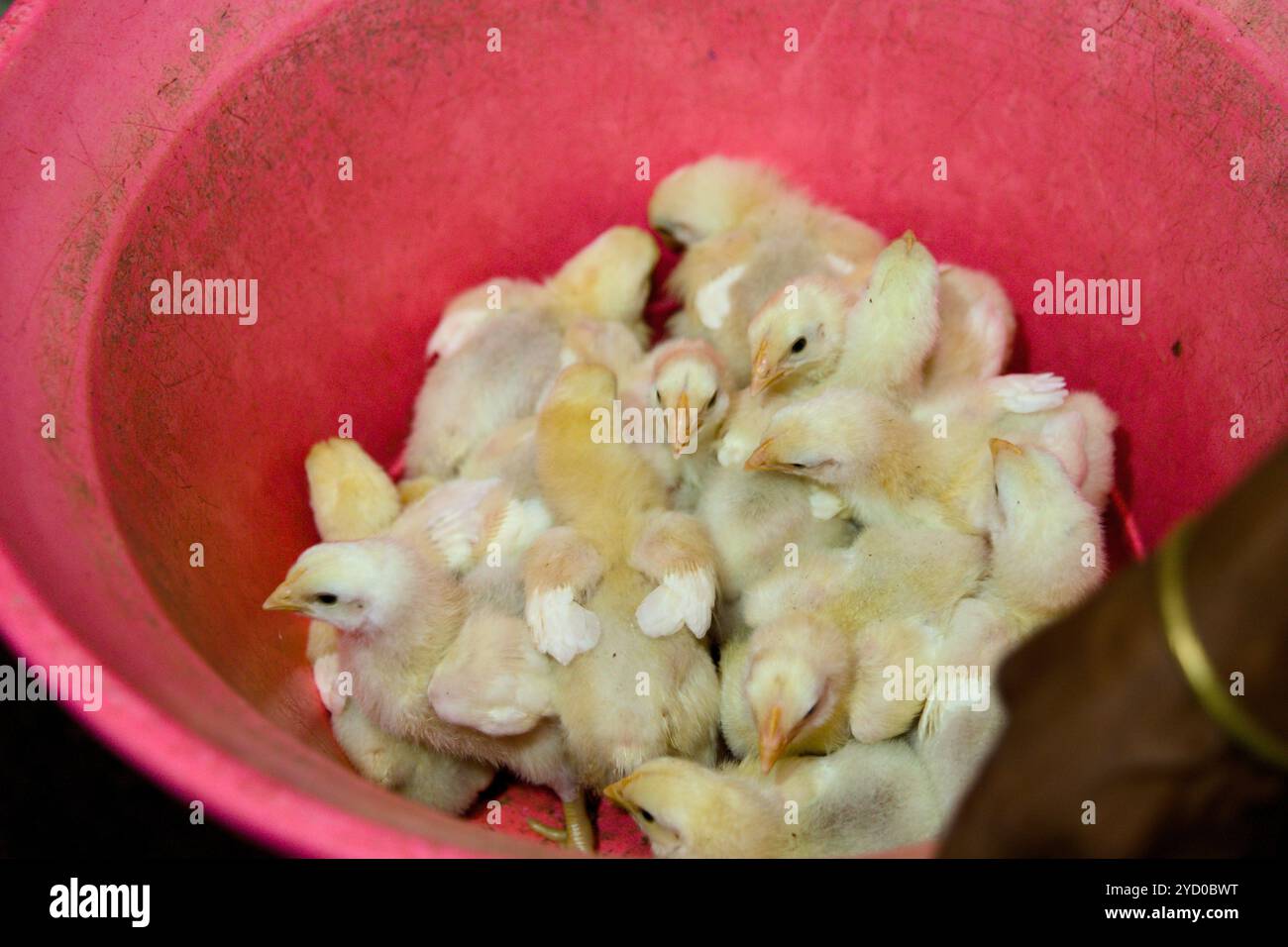 Chickens huddling together hi-res stock photography and images - Alamy