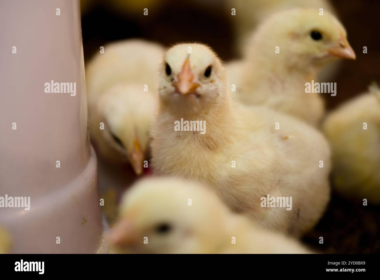 One fluffy chick peeks out from the crowd, beak open in a curious chirp ...