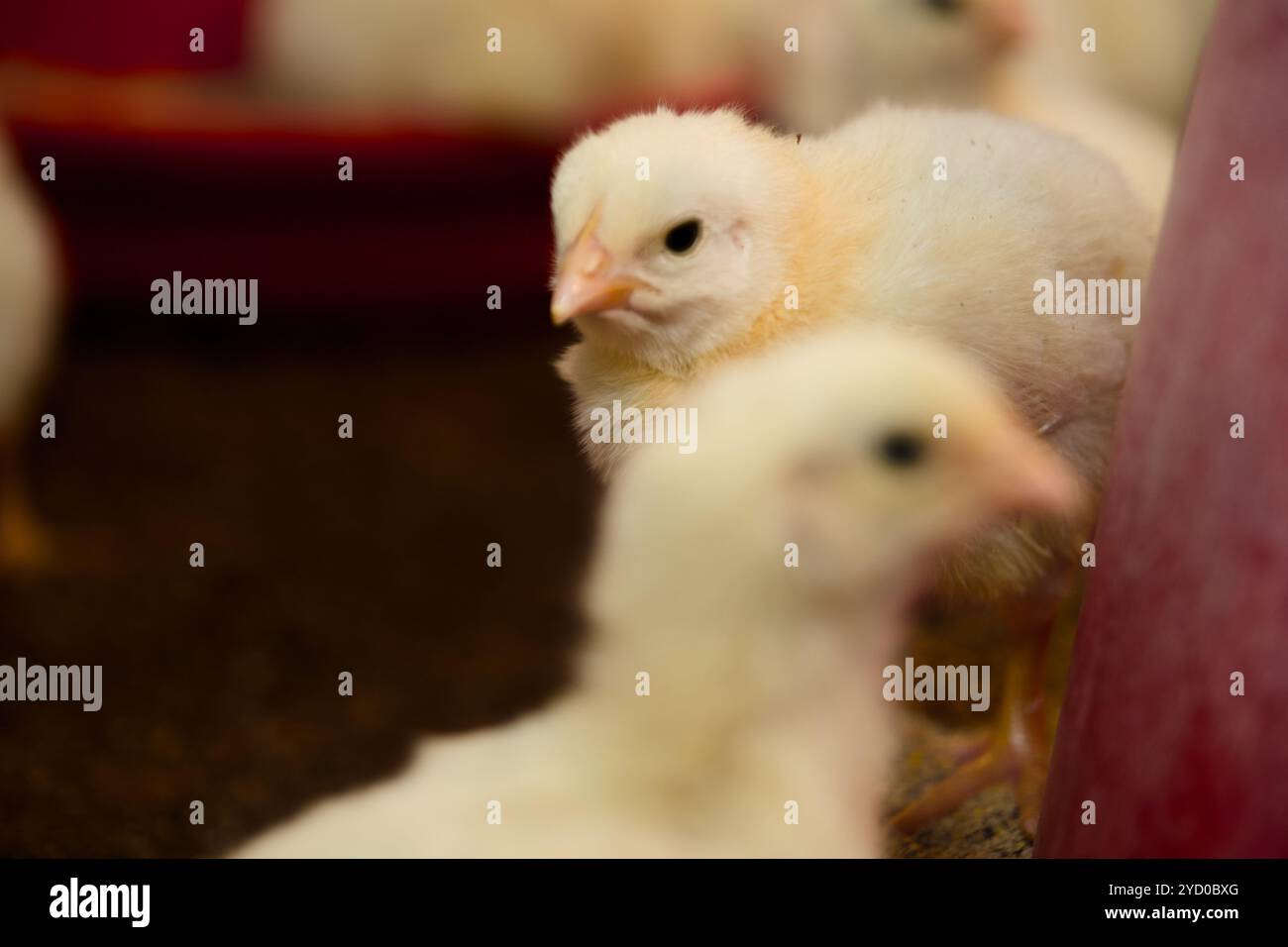 Fuzzy yellow chick peeks out from behind another, curiosity in its ...