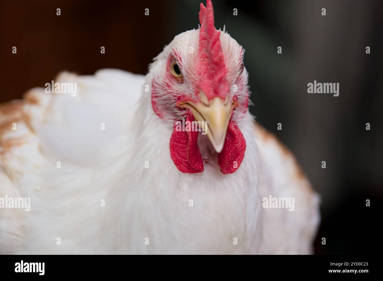 This white hen's intense gaze and bright red comb will add personality ...