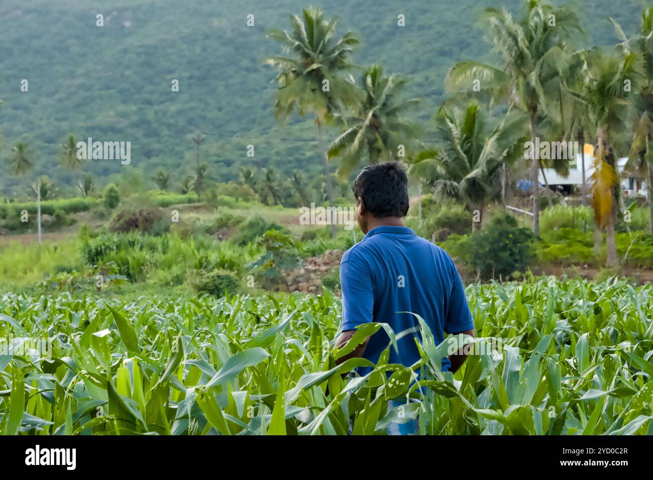A farmer walks through his lush cornfield, assessing the growth and ...