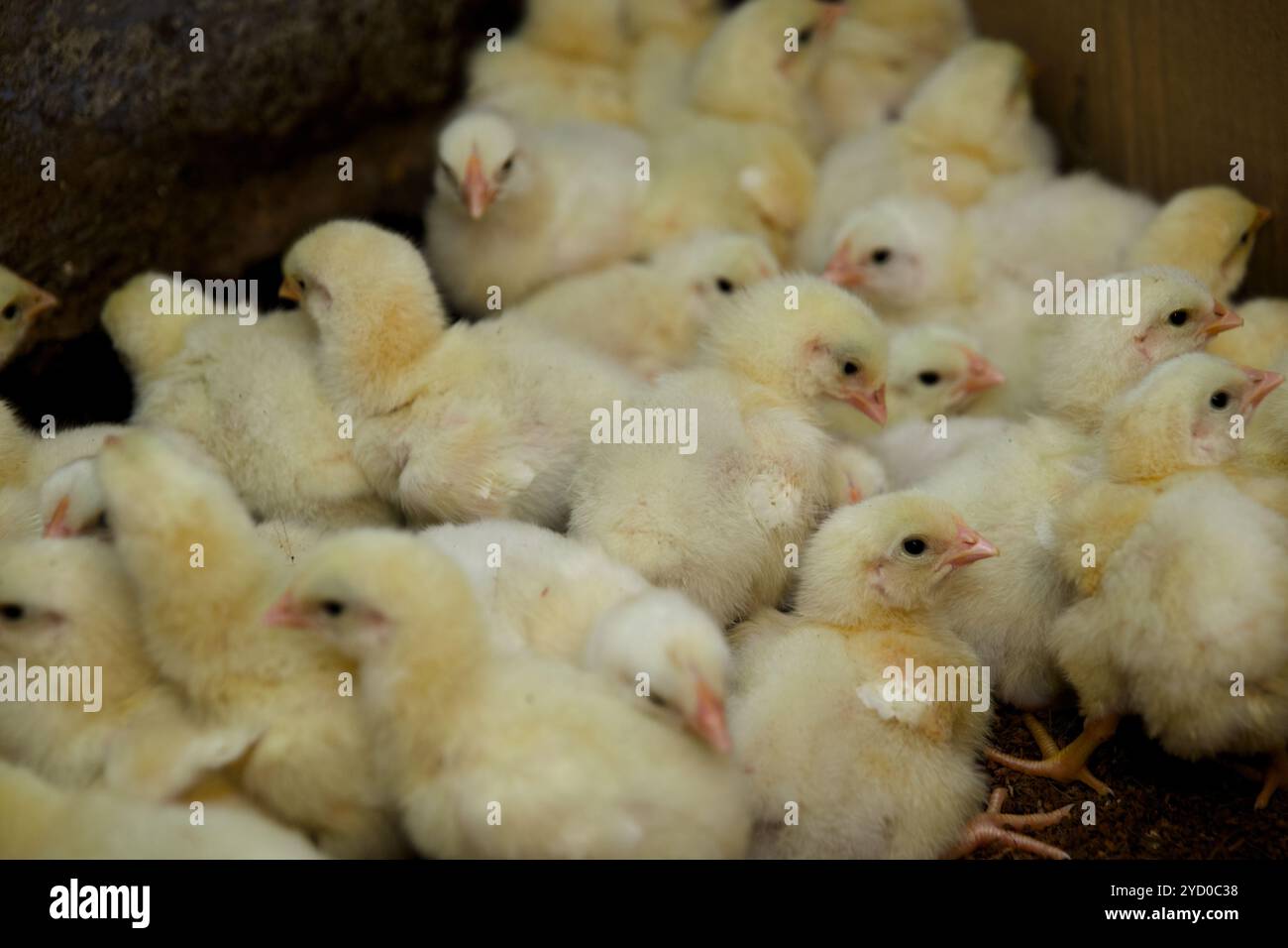 Adorable baby chicks huddled together, a heartwarming scene of new life ...