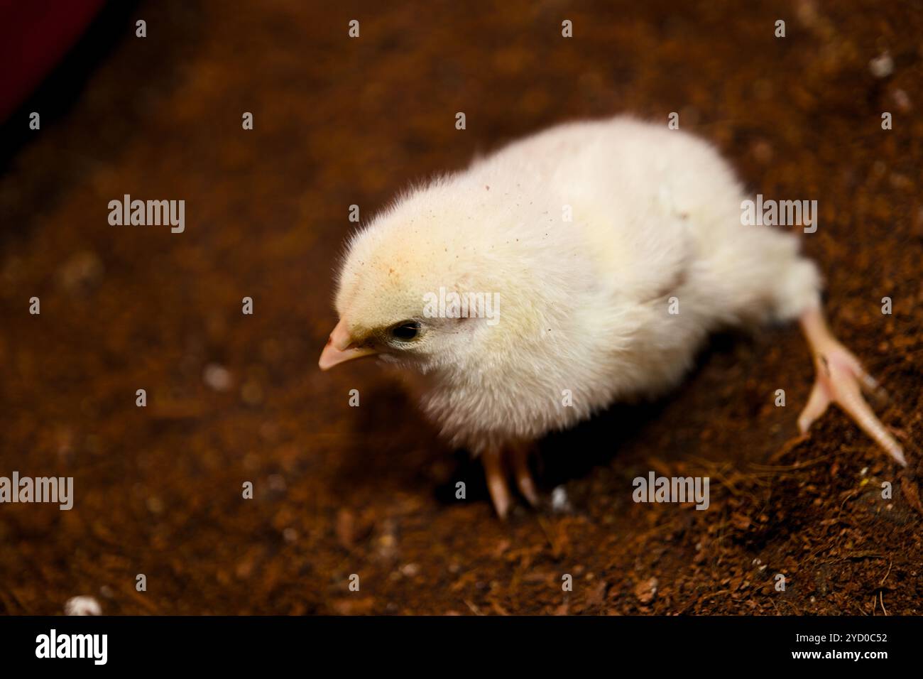 Adorable white chick takes its first steps on the farm, exploring the ...