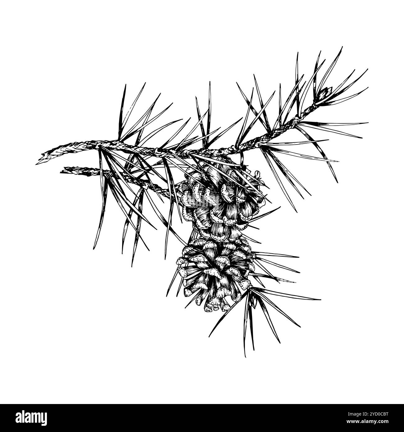 Detailed hand drawn vector illustration of pine branches and cones ...