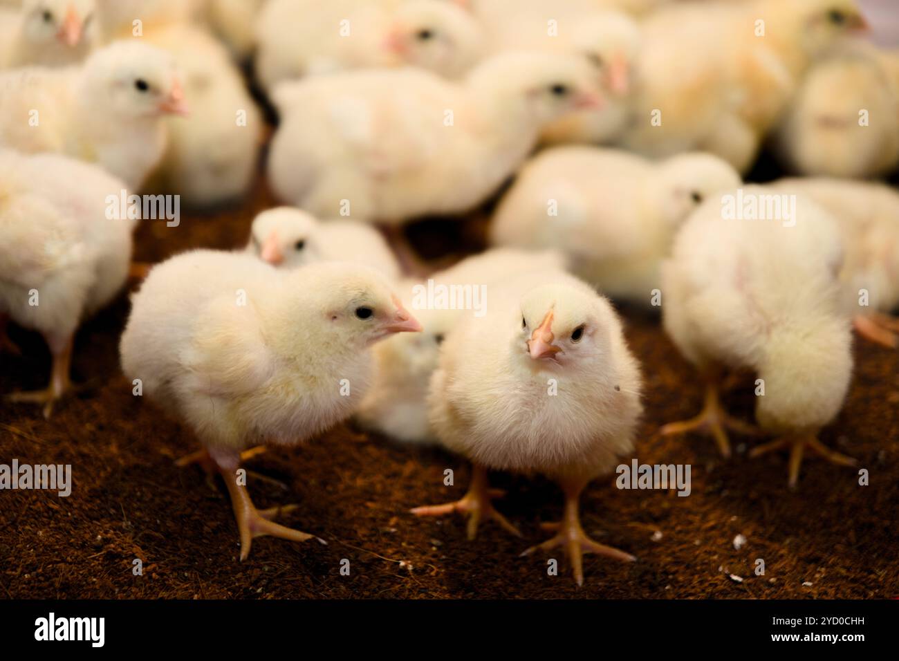 Adorable baby chicks huddle together, their soft down and curious eyes ...