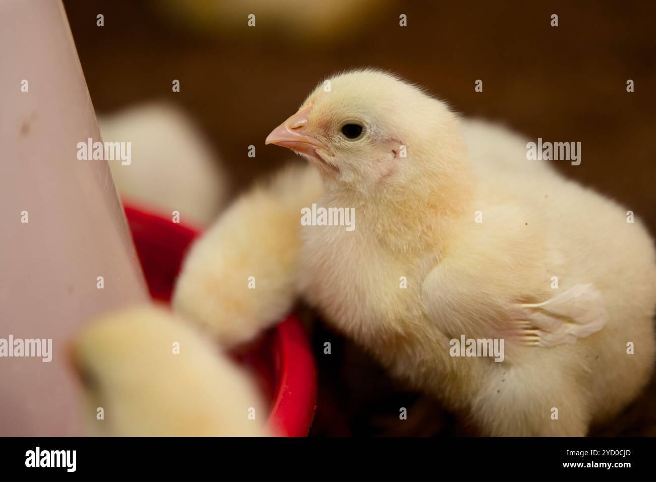 This adorable yellow chick takes a much-needed drink, showcasing the ...